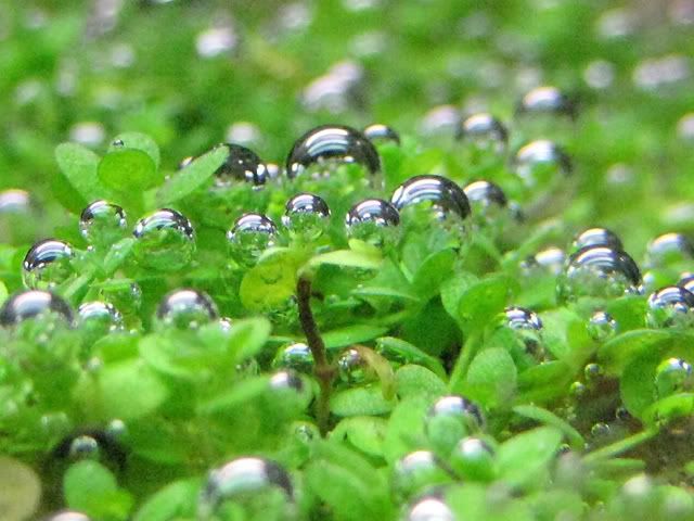 CO2 Basics and Diffusion Methods | APSA